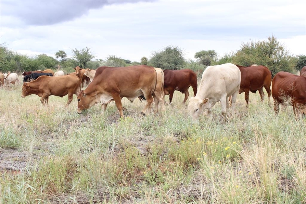 Cattle movement banned in Kavango regions - Namibian Sun