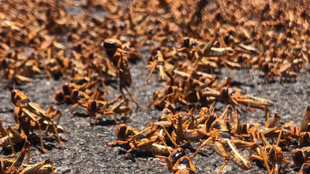 Brown locusts infest 1.2 million hectares in //Karas - Namibian Sun