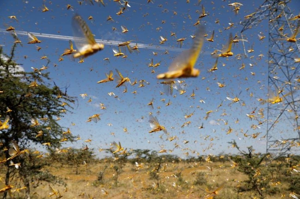 SA sees biggest locust infestation in decades - Namibian Sun