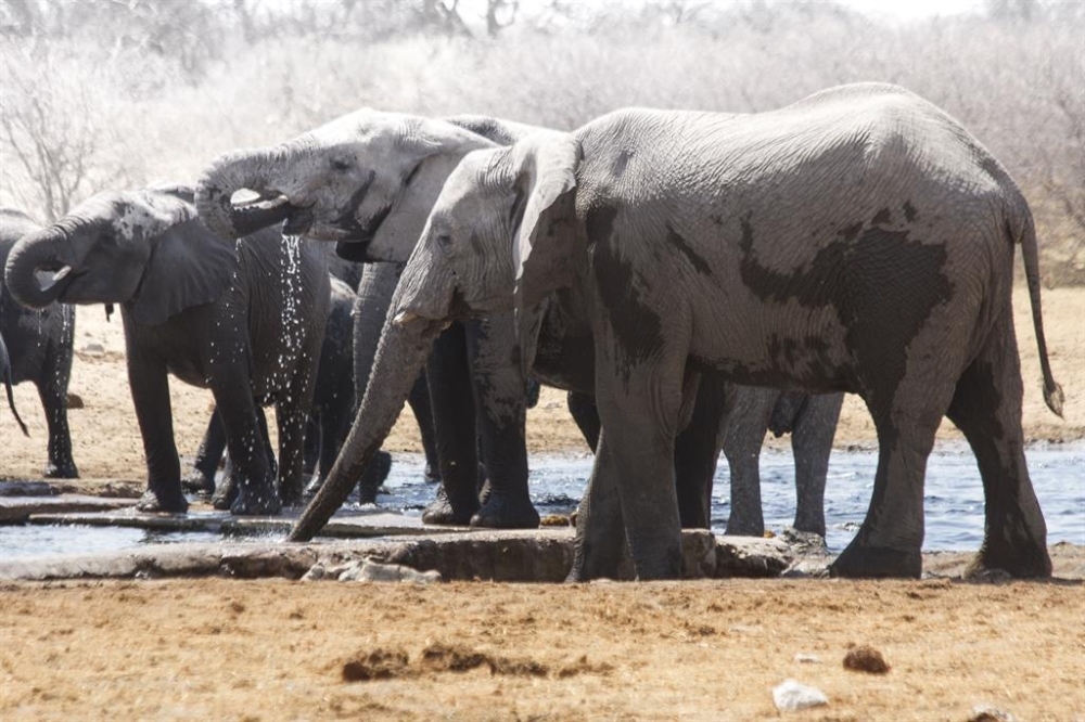 Namibia supports lifting ivory-trade ban - Namibian Sun