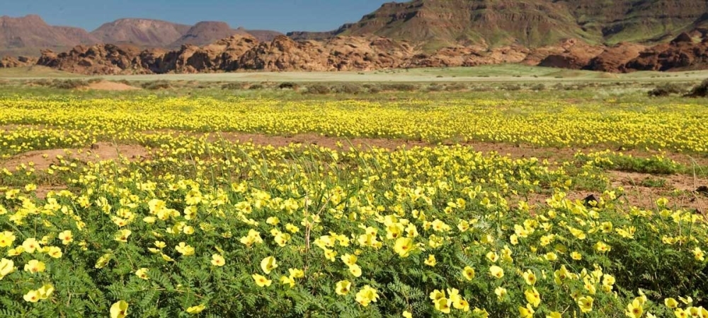 Winter and spring rain chances slim - Namibian Sun