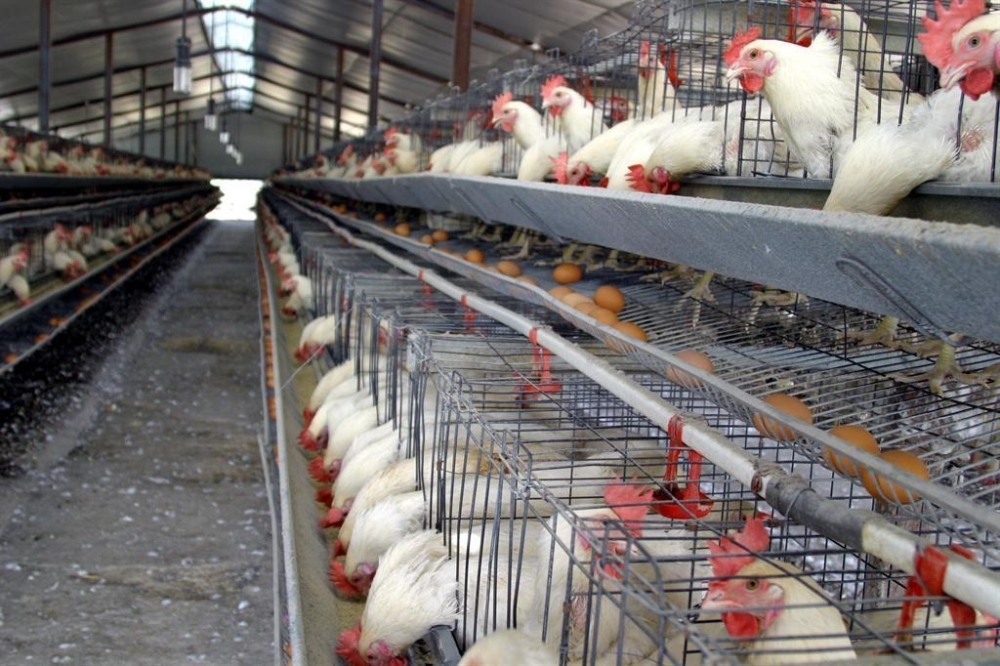 Disease control important in poultry farming - Namibian Sun