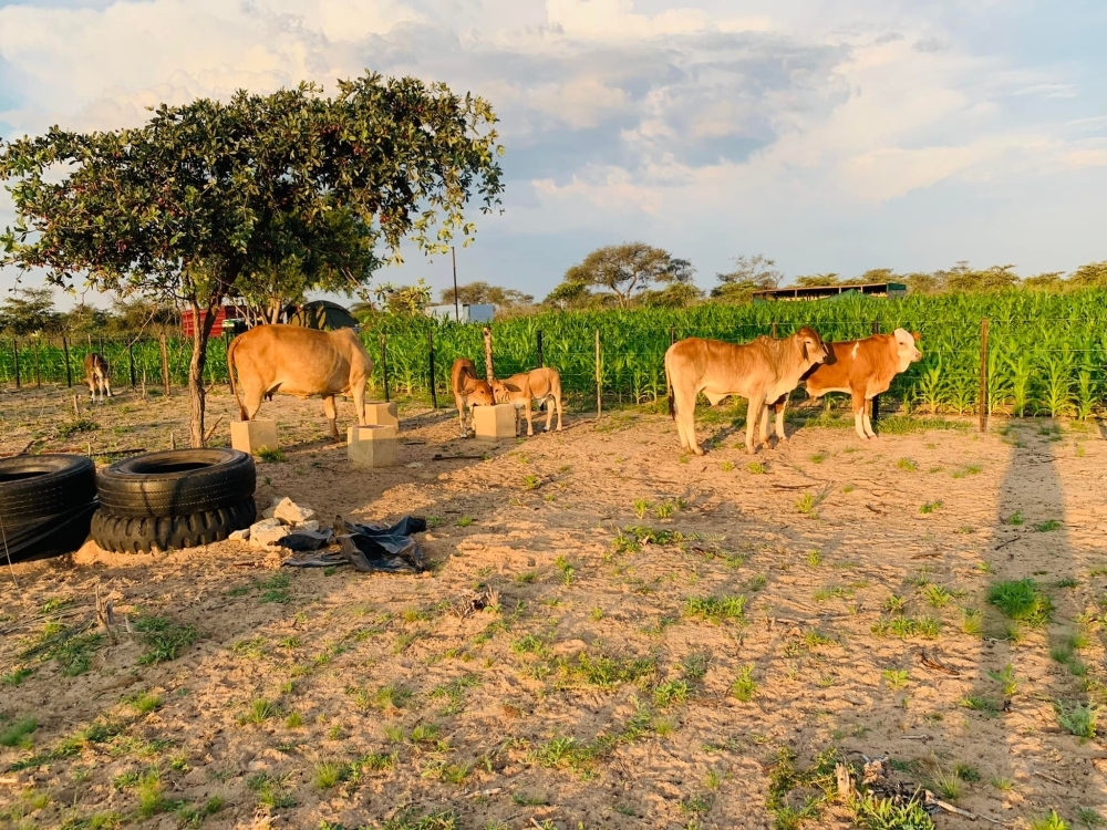 Farming is the real deal - Namibian Sun