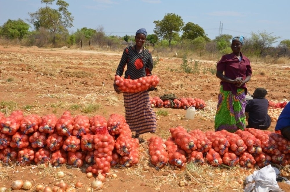 Five urgent steps to address global food crisis - Namibian Sun