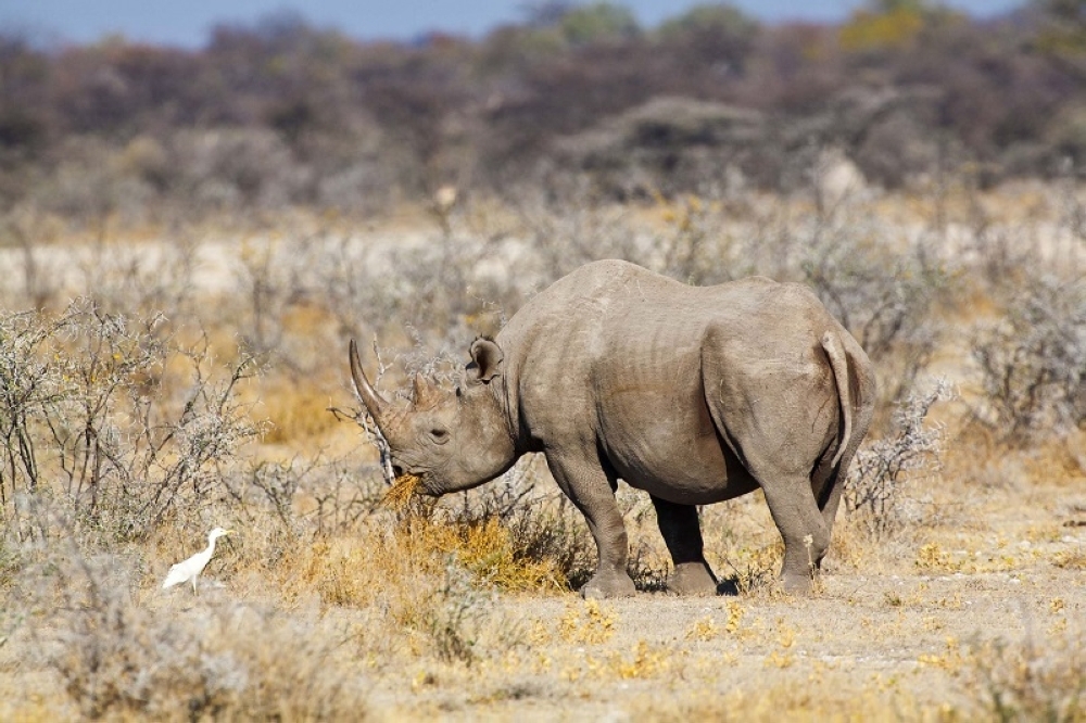 Eleven suspected Etosha poachers behind bars - Namibian Sun