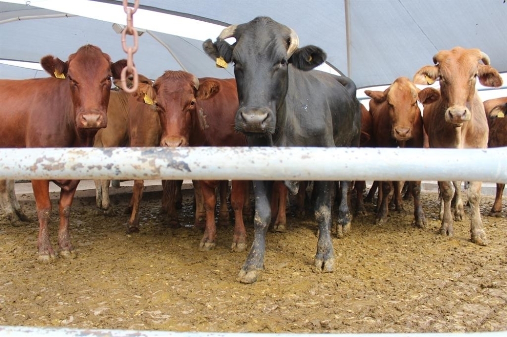 First NamLits Online Café opened - Namibian Sun