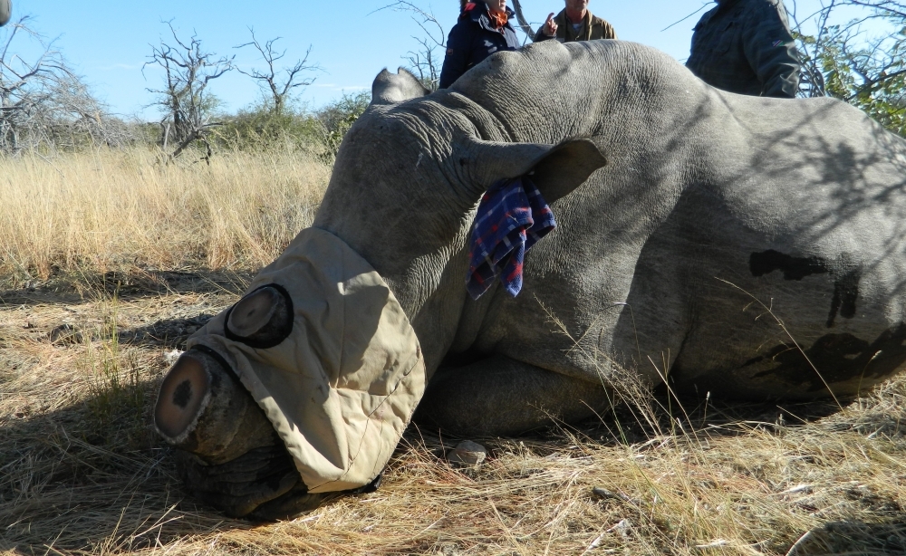 Dehorning to protect against poachers - Namibian Sun