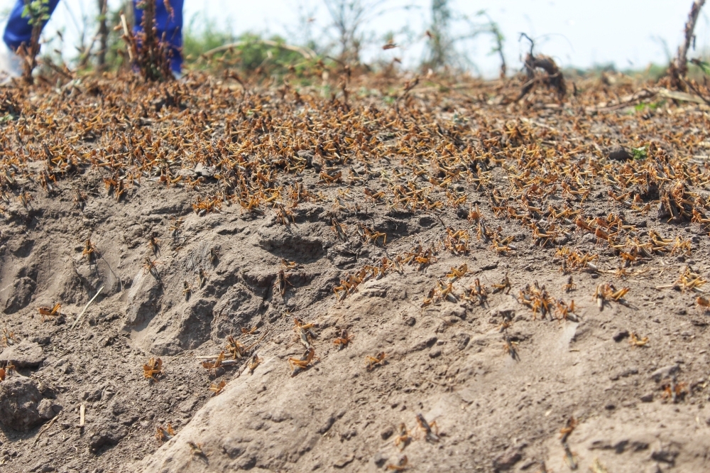 FAO supports Namibia's fight against locusts - Namibian Sun