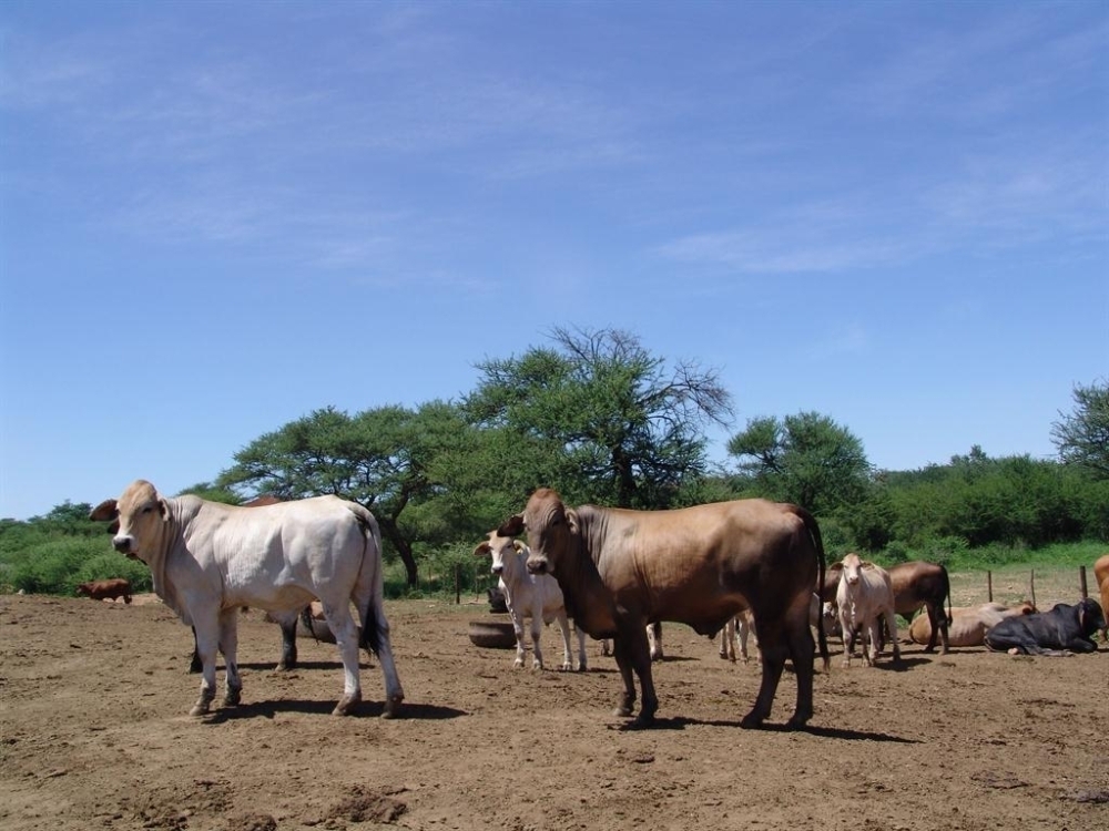Livestock selection should ensure sustainable farm productivity ...