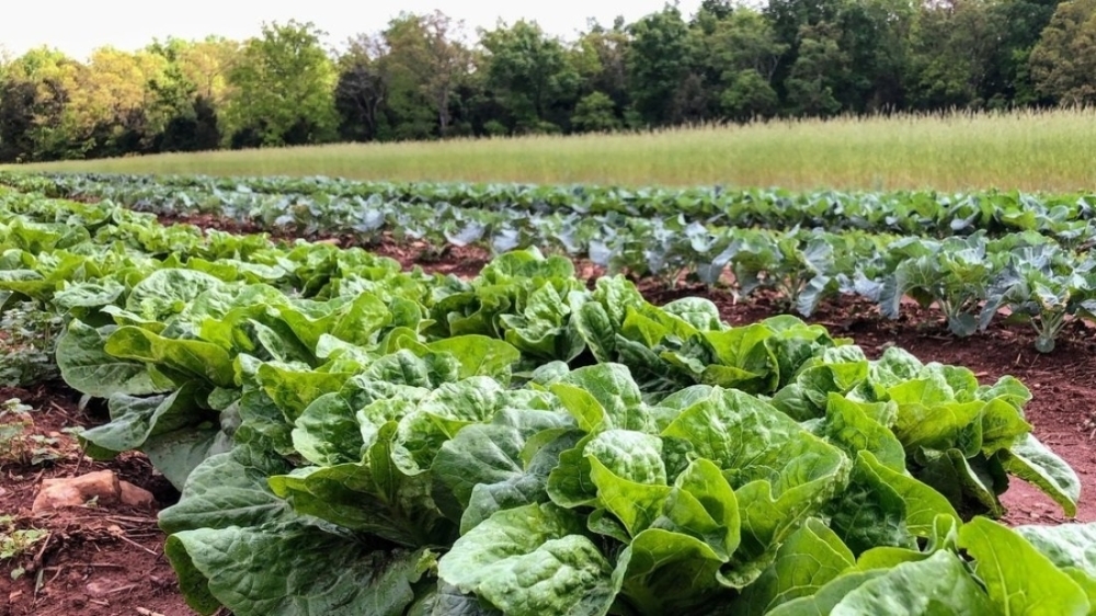 Linking small-scale farmers to formal markets - Namibian Sun