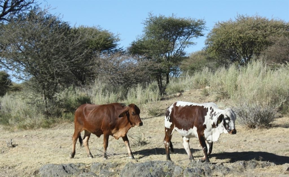 FMD outbreak in Zambezi - Namibian Sun