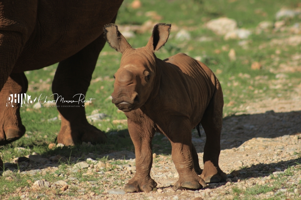 Neo Paints: Colouring conservation - Namibian Sun