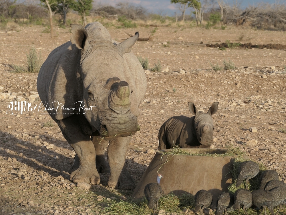 Neo Paints: Colouring conservation - Namibian Sun