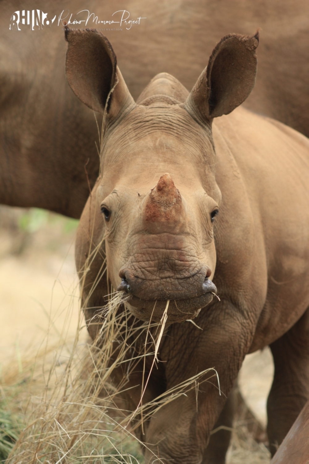 Neo Paints: Colouring conservation - Namibian Sun