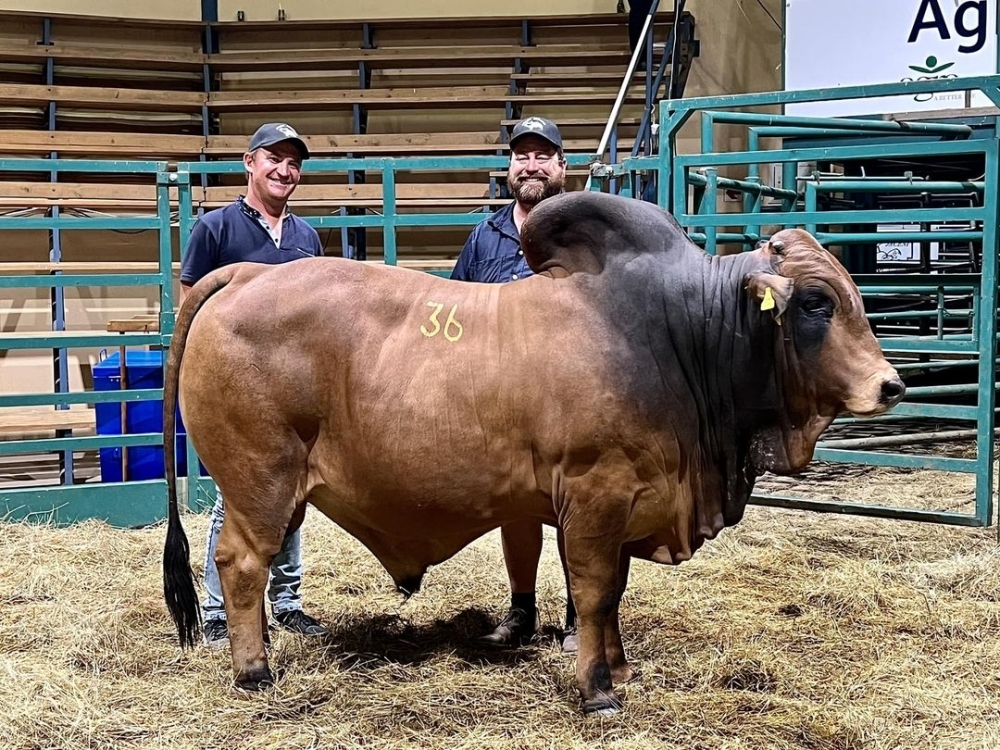Boran bull fetches record price - Namibian Sun