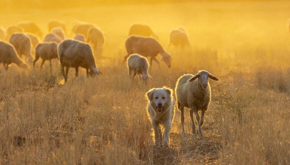 Namibia's cattle herd '2.5 million strong' - Namibian Sun