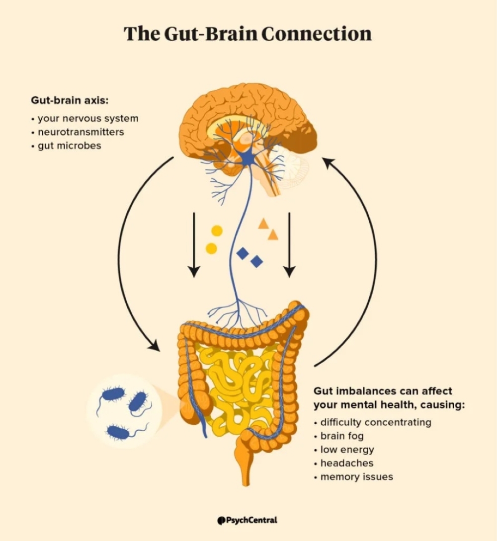 The link between the gut and the brain - Namibian Sun The link between the gut and the brain - Namibian Sun