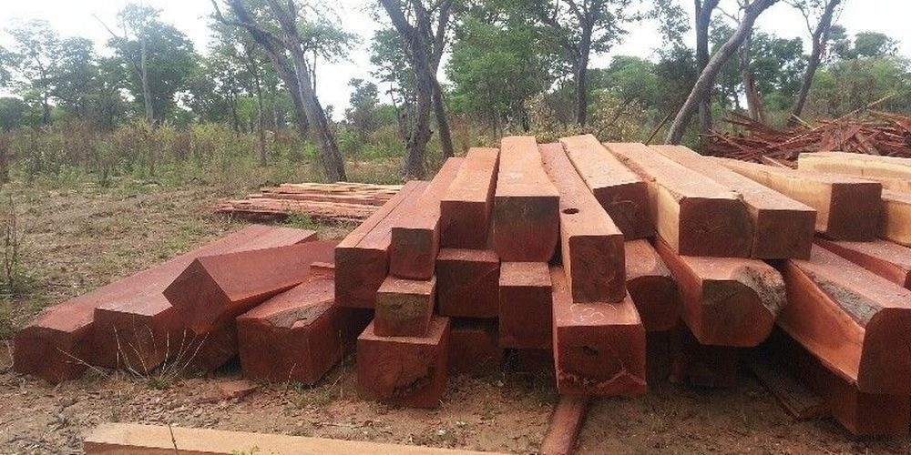 Timber exports: Cites permit needed for kiaat - Namibian Sun