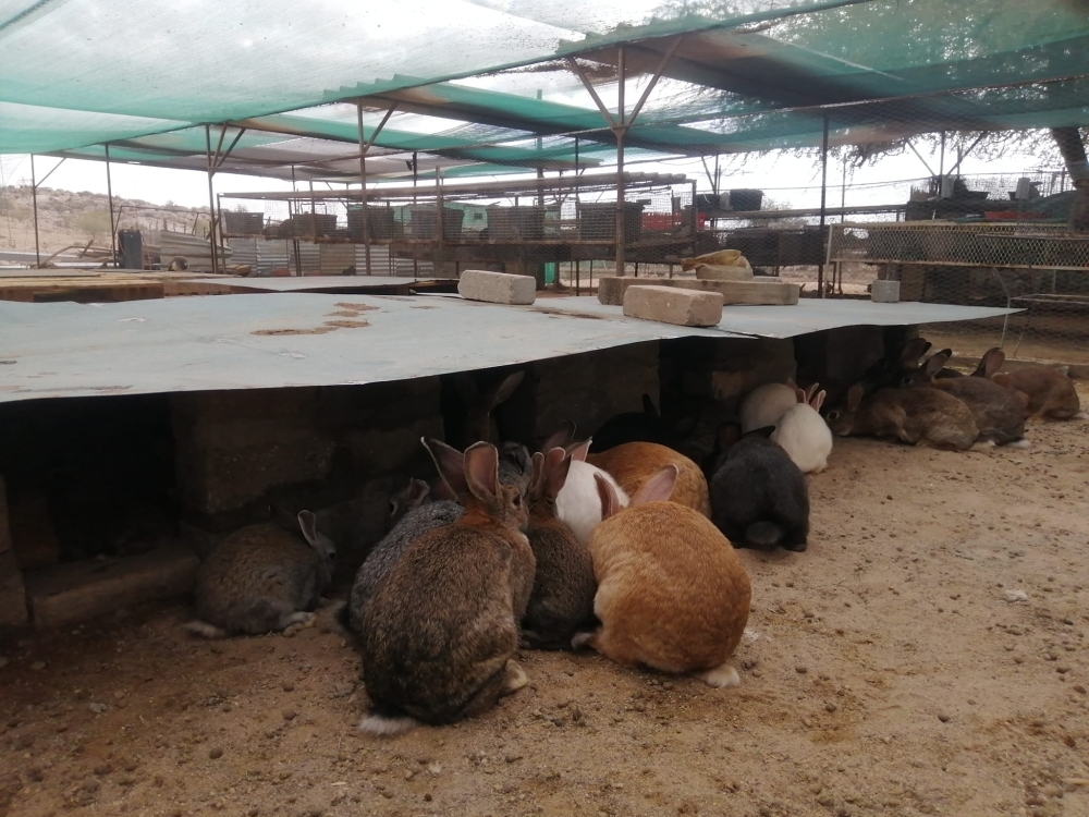 Large-scale rabbit farm planned in Karibib - Namibian Sun