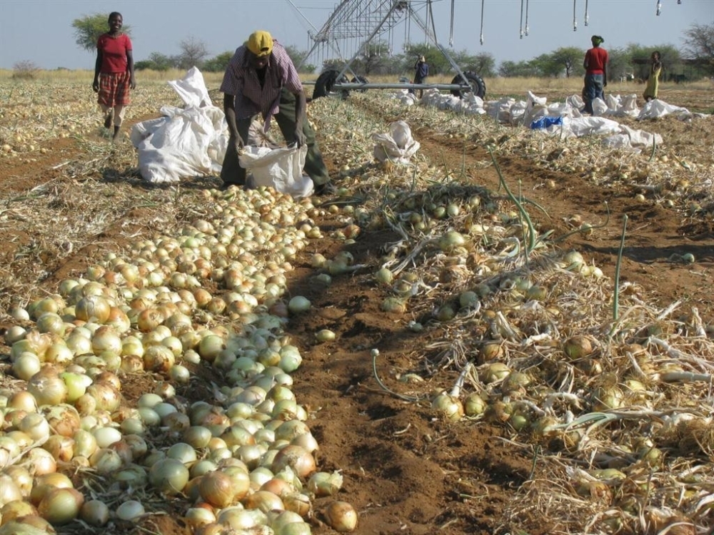 Food security 'hangs in the balance' - Namibian Sun